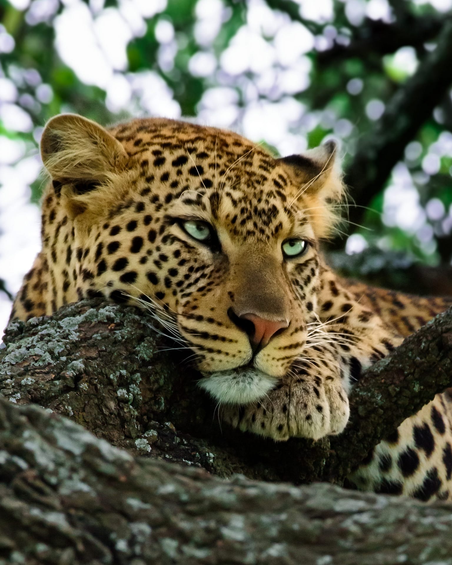 Our Destinations - Jaws Africa