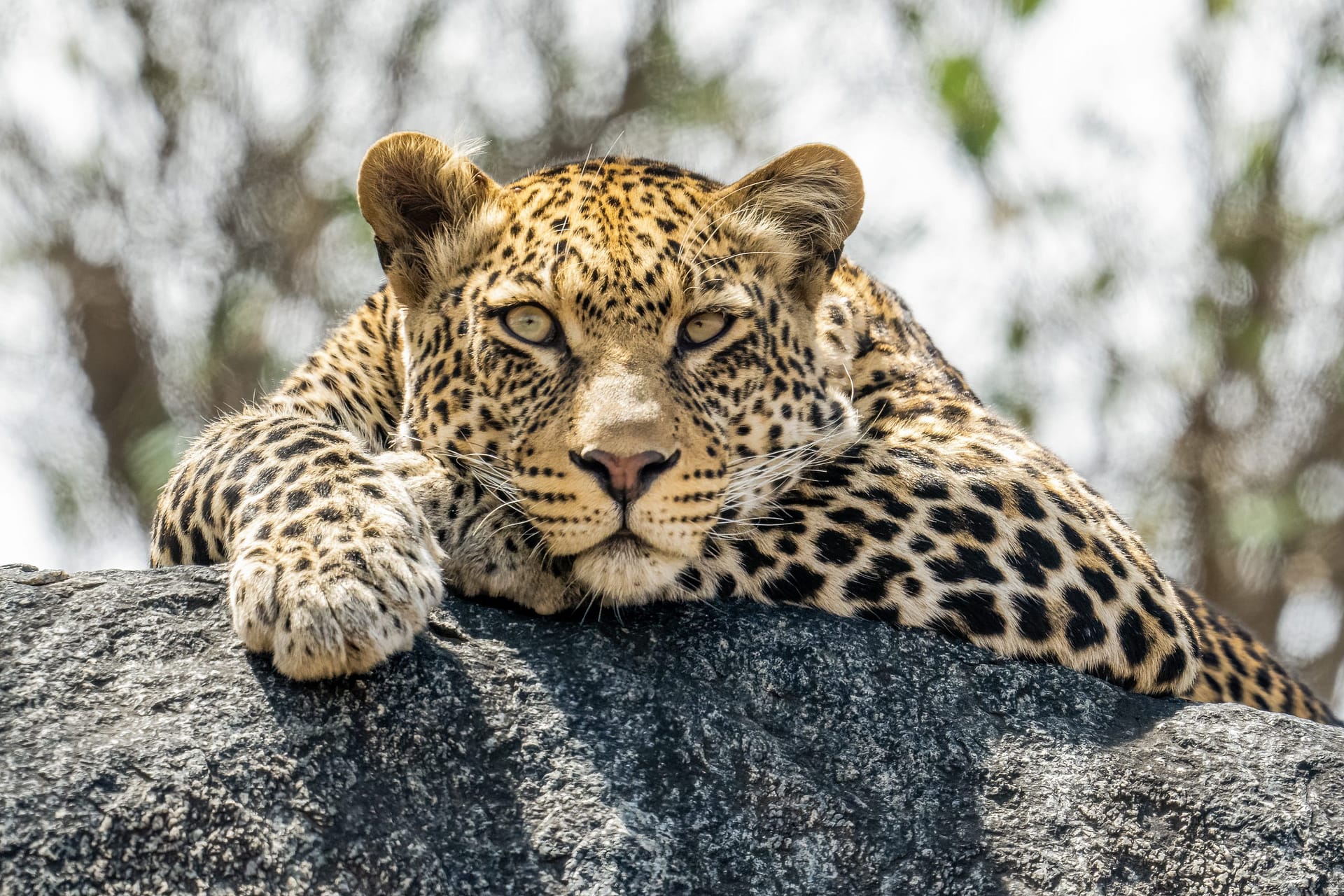 Masai Mara National Park - Jaws Africa